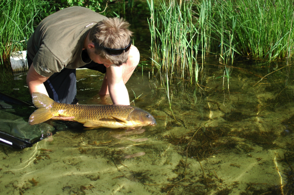 CC Moore Benelux fish-in @ Waesmeer – Luc De Baets – KWO